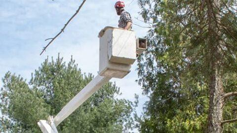 GP Tree Service - Tree Service Akron OH - Certified Arborist 44260